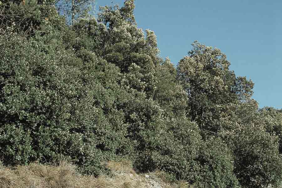 LECCIO: Prima di noi